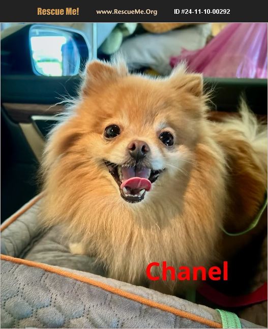 ADOPT 24111000292 ~ Pomeranian Rescue ~ Raleigh, NC