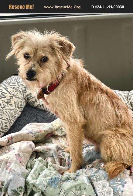 ADOPT 24111100030 ~ Norfolk Terrier Rescue ~ Sautee Nacoochee, GA
