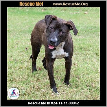 - Alabama Pit Bull Rescue - ADOPTIONS - Rescue Me!