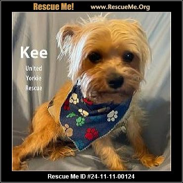- Texas Yorkie Rescue - ADOPTIONS - Rescue Me!