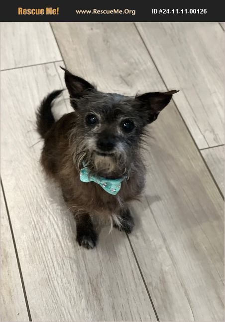 ADOPT 24111100126 ~ Yorkie Rescue ~ Wesley Chapel, FL