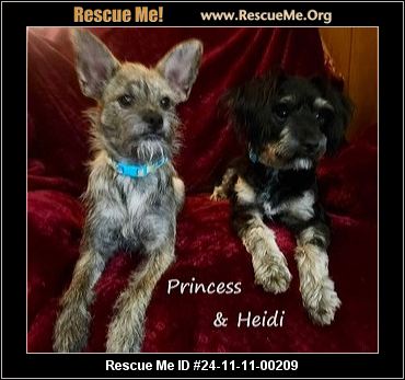 - Texas Schnauzer Rescue - ADOPTIONS - Rescue Me!