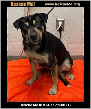 - Texas Rottweiler Rescue - ADOPTIONS - Rescue Me!