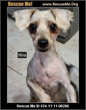 - Florida Maltese Rescue - ADOPTIONS - Rescue Me!