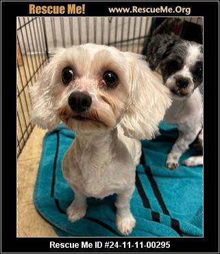 - Florida Maltese Rescue - ADOPTIONS - Rescue Me!