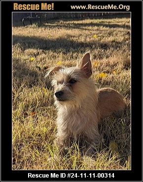 - Oklahoma Yorkie Rescue - ADOPTIONS - Rescue Me!
