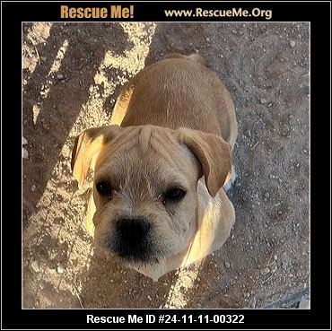 - Nevada Dog Rescue - ADOPTIONS - Rescue Me!