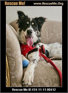 - California Border Collie Rescue - ADOPTIONS - Rescue Me!
