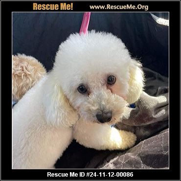 - Minnesota Dog Rescue - ADOPTIONS - Rescue Me!