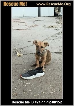 - Oklahoma Beagle Rescue - ADOPTIONS - Rescue Me!