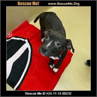 - Georgia Great Dane Rescue - ADOPTIONS - Rescue Me!