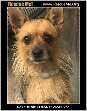 - California Yorkie Rescue - ADOPTIONS - Rescue Me!