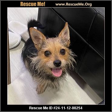 - California Yorkie Rescue - ADOPTIONS - Rescue Me!