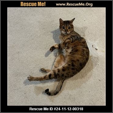 - Missouri Cat Rescue - ADOPTIONS - Rescue Me!