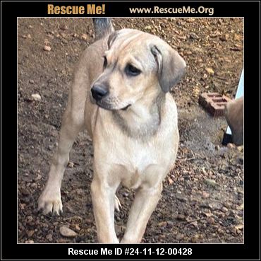- Rhode Island Dog Rescue - ADOPTIONS - Rescue Me!