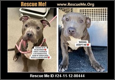 - Texas Pit Bull Rescue - ADOPTIONS - Rescue Me!