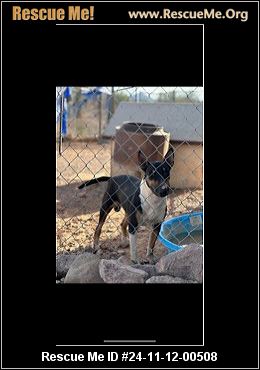 - Arizona Bull Terrier Rescue - ADOPTIONS - Rescue Me!