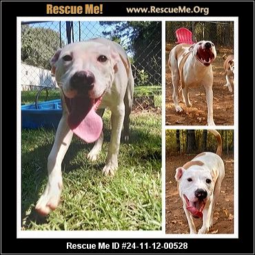 - Alabama Boxer Rescue - ADOPTIONS - Rescue Me!