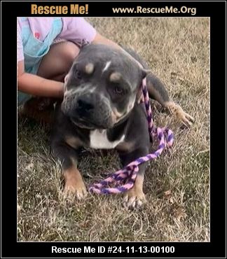 - Texas Pit Bull Rescue - ADOPTIONS - Rescue Me!