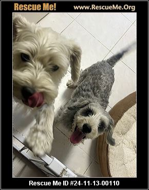 - California Schnauzer Rescue - ADOPTIONS - Rescue Me!
