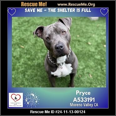 - California Pit Bull Rescue - ADOPTIONS - Rescue Me!