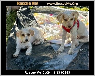 - Texas Schnauzer Rescue - ADOPTIONS - Rescue Me!