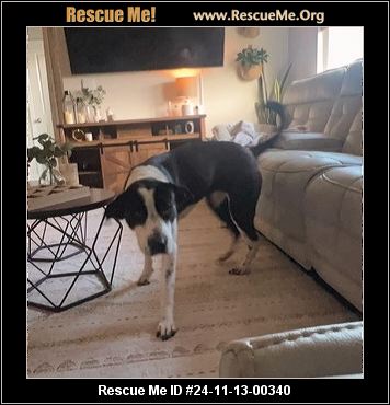 - South Carolina Dog Rescue - ADOPTIONS - Rescue Me!