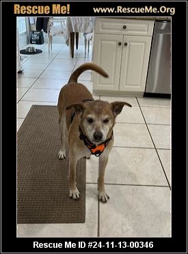 - Virginia Siberian Husky Rescue - ADOPTIONS - Rescue Me!