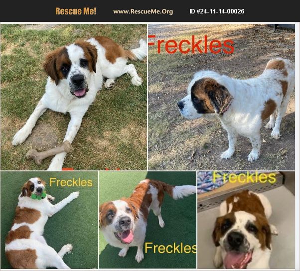 ADOPT 24111400026 ~ Saint Bernard Rescue ~ McKinney, TX