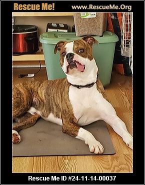 - Florida Bulldog Rescue - ADOPTIONS - Rescue Me!