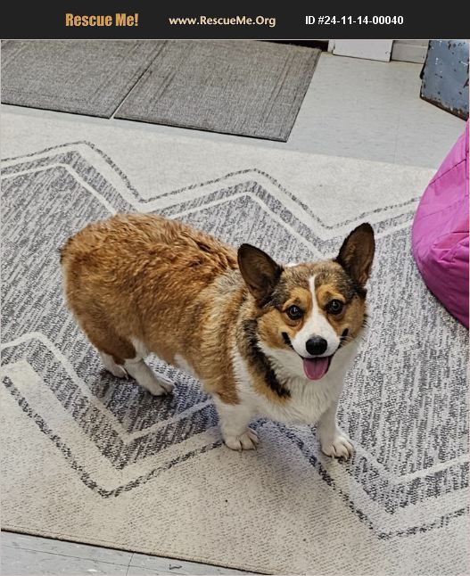 ADOPT 24111400040 ~ Corgi Rescue ~ Denver, IN
