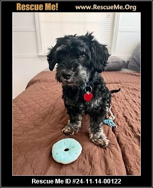 - Florida Maltese Rescue - ADOPTIONS - Rescue Me!