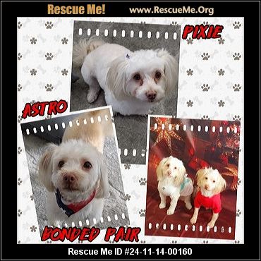 - California Maltese Rescue - ADOPTIONS - Rescue Me!