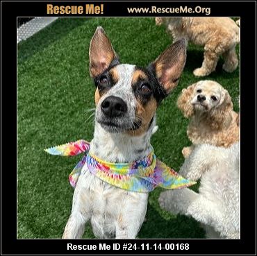 - Tennessee Mutt Rescue - ADOPTIONS - Rescue Me!