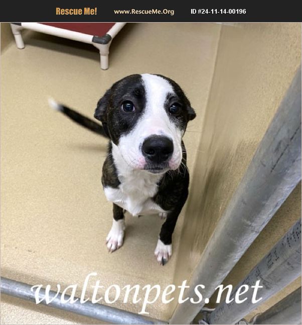 ADOPT 24111400196 ~ Border Collie Rescue ~ Monroe, GA