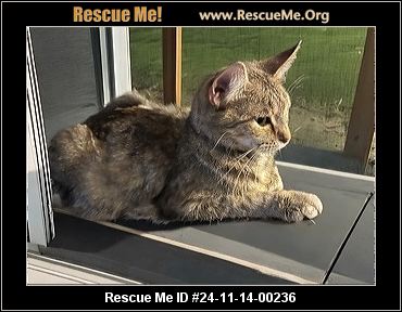 - Michigan Cat Rescue - ADOPTIONS - Rescue Me!