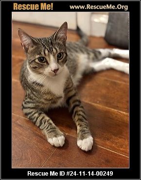 - Connecticut Cat Rescue - ADOPTIONS - Rescue Me!