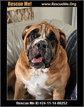 - Florida Boxer Rescue - ADOPTIONS - Rescue Me!