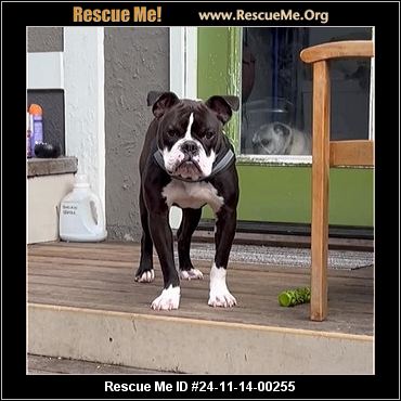 - Florida Bulldog Rescue - ADOPTIONS - Rescue Me!