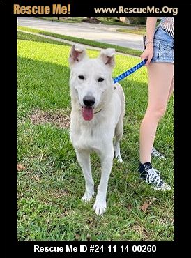 - Florida German Shepherd Rescue - ADOPTIONS - Rescue Me!