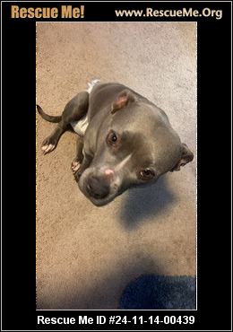 - Colorado Pit Bull Rescue - ADOPTIONS - Rescue Me!