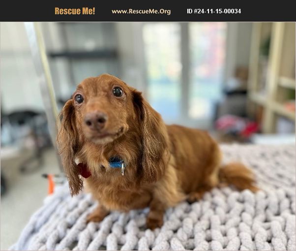 ADOPT 24111500034 ~ Dachshund Rescue ~ Stratford, CT
