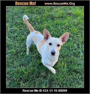 - Texas Corgi Rescue - ADOPTIONS - Rescue Me!
