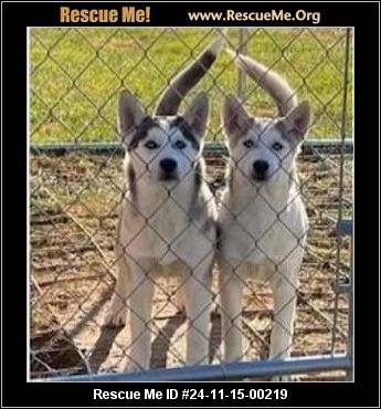 - Ohio Siberian Husky Rescue - ADOPTIONS - Rescue Me!