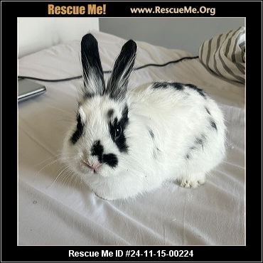 - Georgia Rabbit Rescue - ADOPTIONS - Rescue Me!