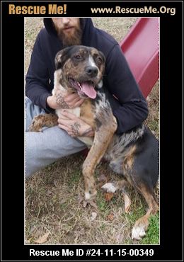 - Delaware Dog Rescue - ADOPTIONS - Rescue Me!