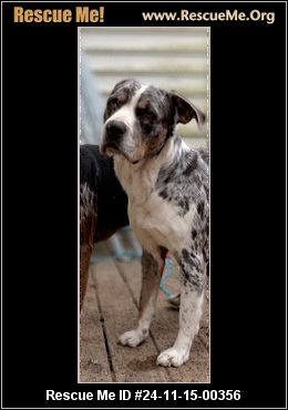 - Delaware Dog Rescue - ADOPTIONS - Rescue Me!