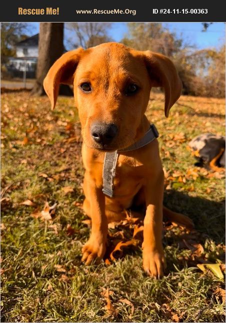 ADOPT 24111500363 ~ German Pinscher Rescue ~ Park Hill, OK
