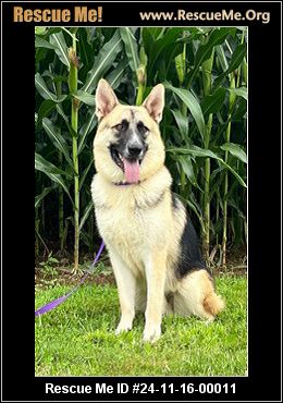- Texas German Shepherd Rescue - ADOPTIONS - Rescue Me!