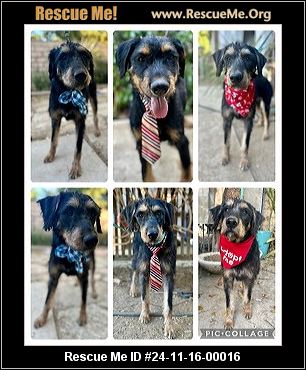 - California Airedale Rescue - ADOPTIONS - Rescue Me!